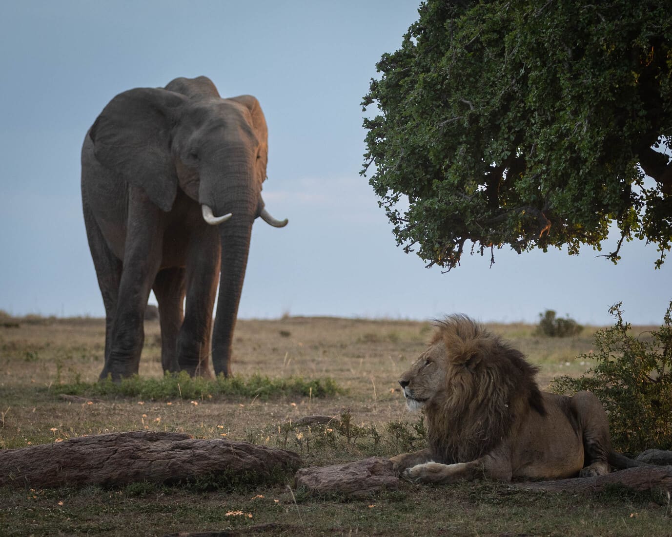 CAYAN FUSION – GOLD - Cayan Global